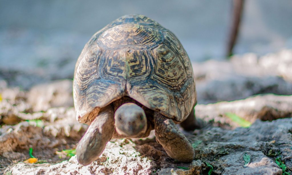 The Zoo - Kilosas Conservation